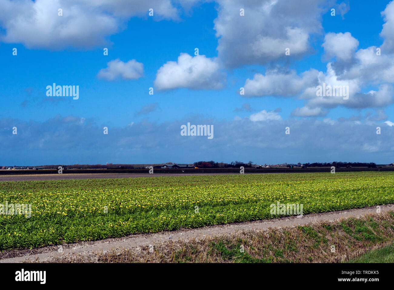 crown imperial lily (Fritillaria imperialis), blooming field with ...