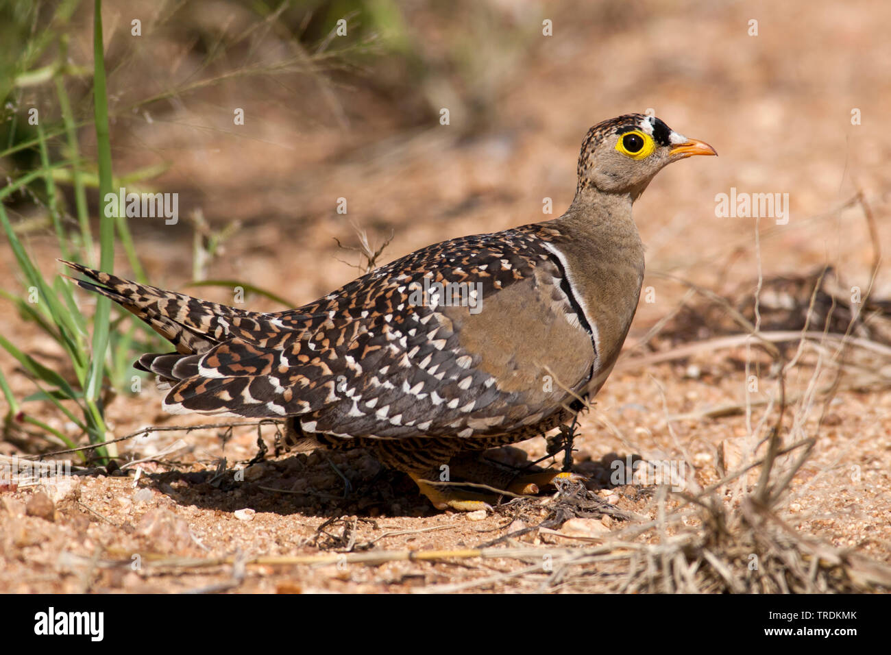 double-banded sandgrouse (Pterocles bicinctus), South Africa ...
