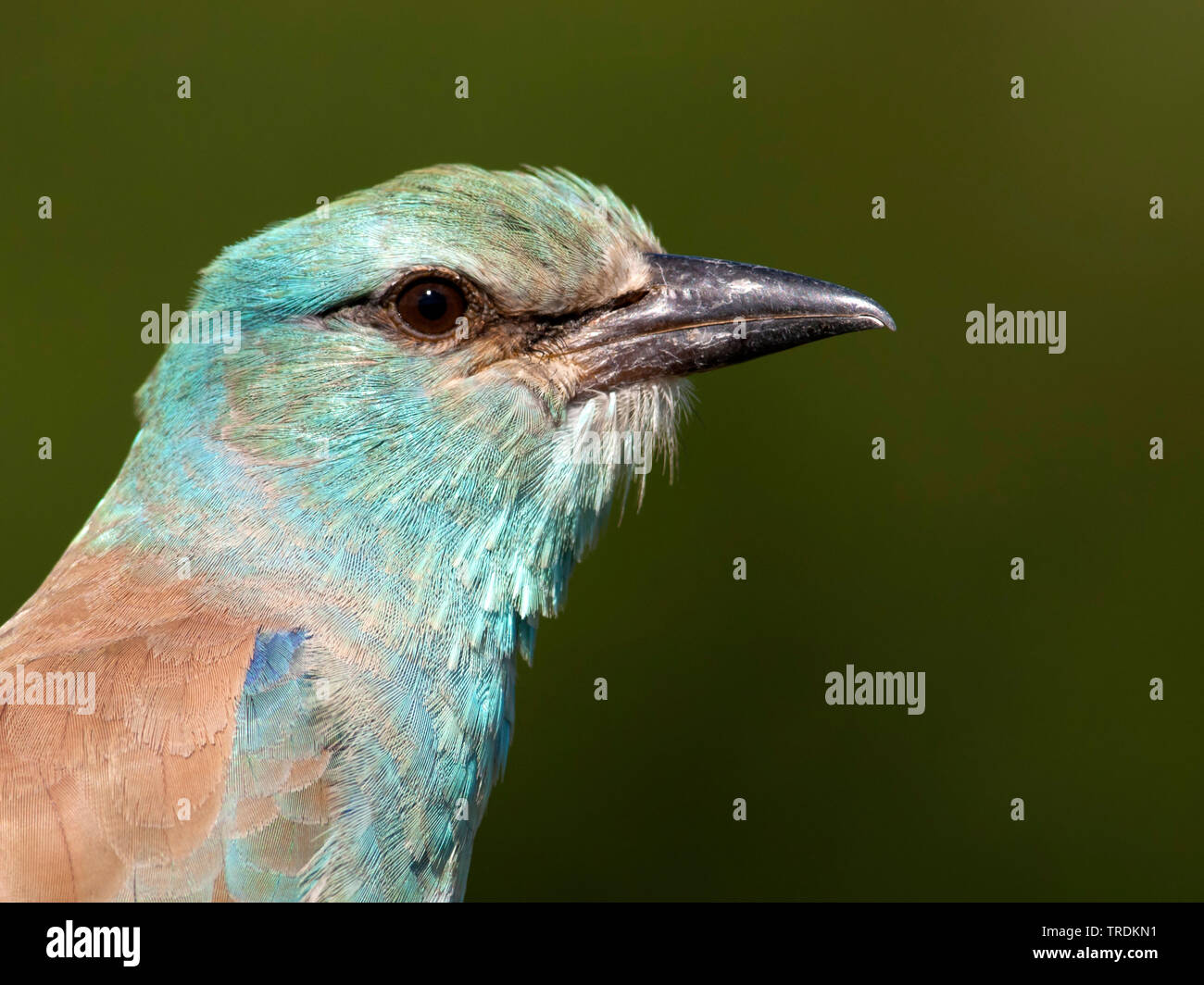 African rollers hi-res stock photography and images - Alamy