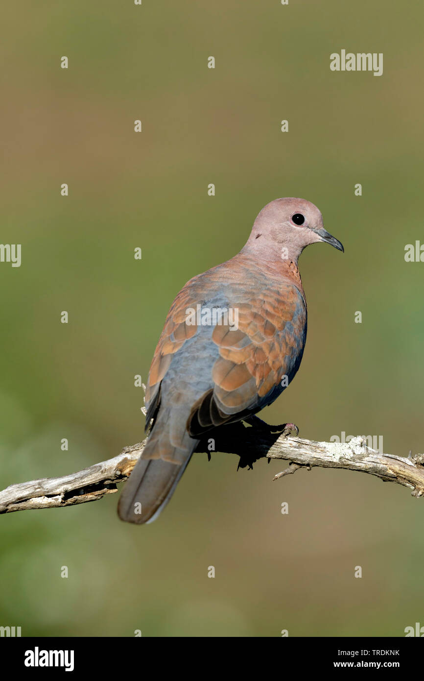 laughing dove (Streptopelia senegalensis), sitting on a branch, South ...