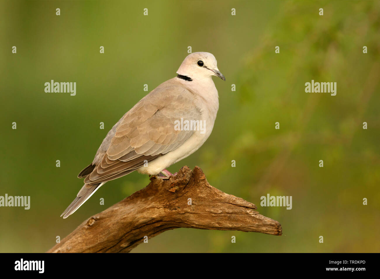 Ring-necked Dove, Cape Turtle Dove, Half-Collared Dove (Streptopelia ...
