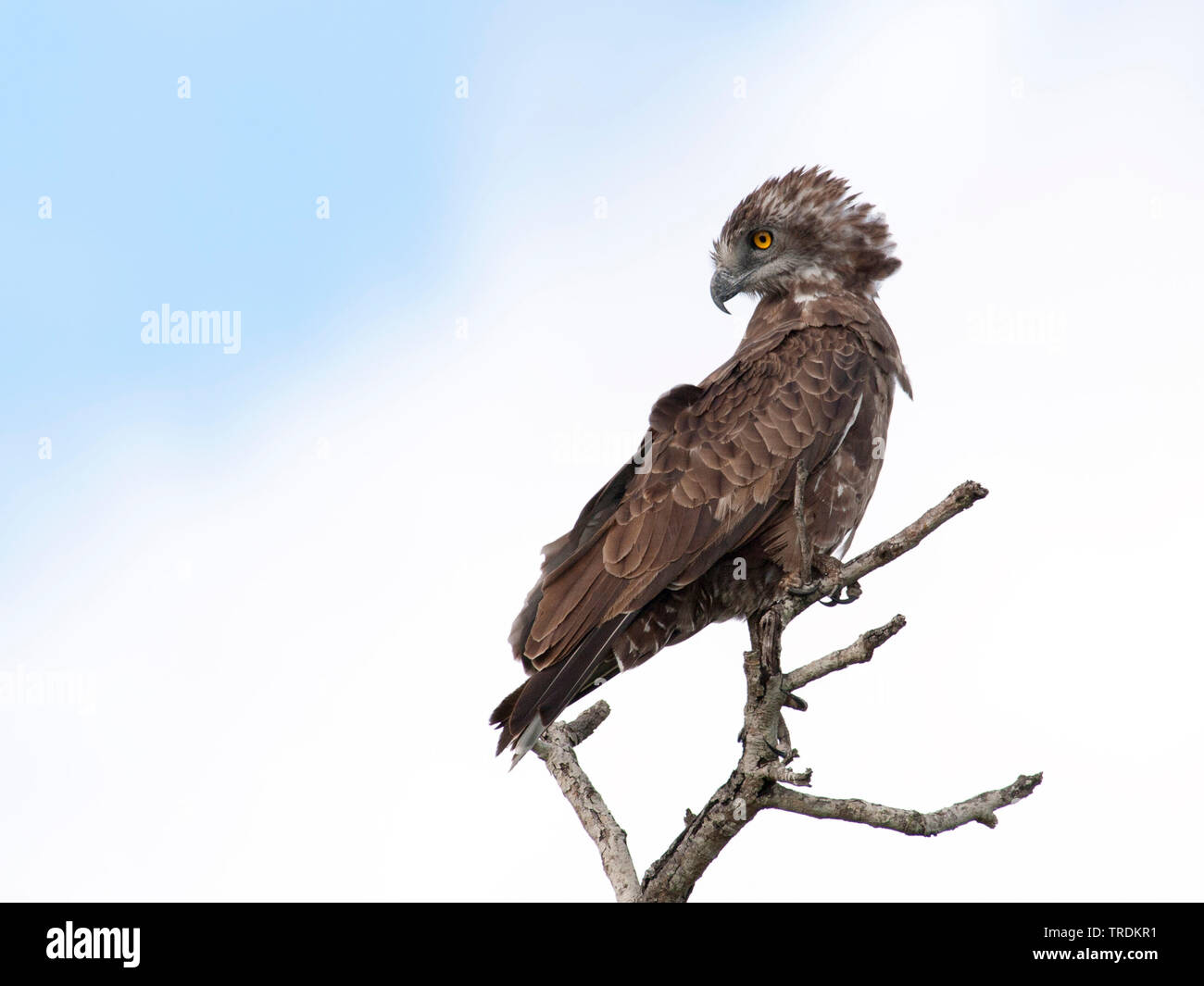 short-toed eagle (Circaetus gallicus), looking over the shoulder, South ...