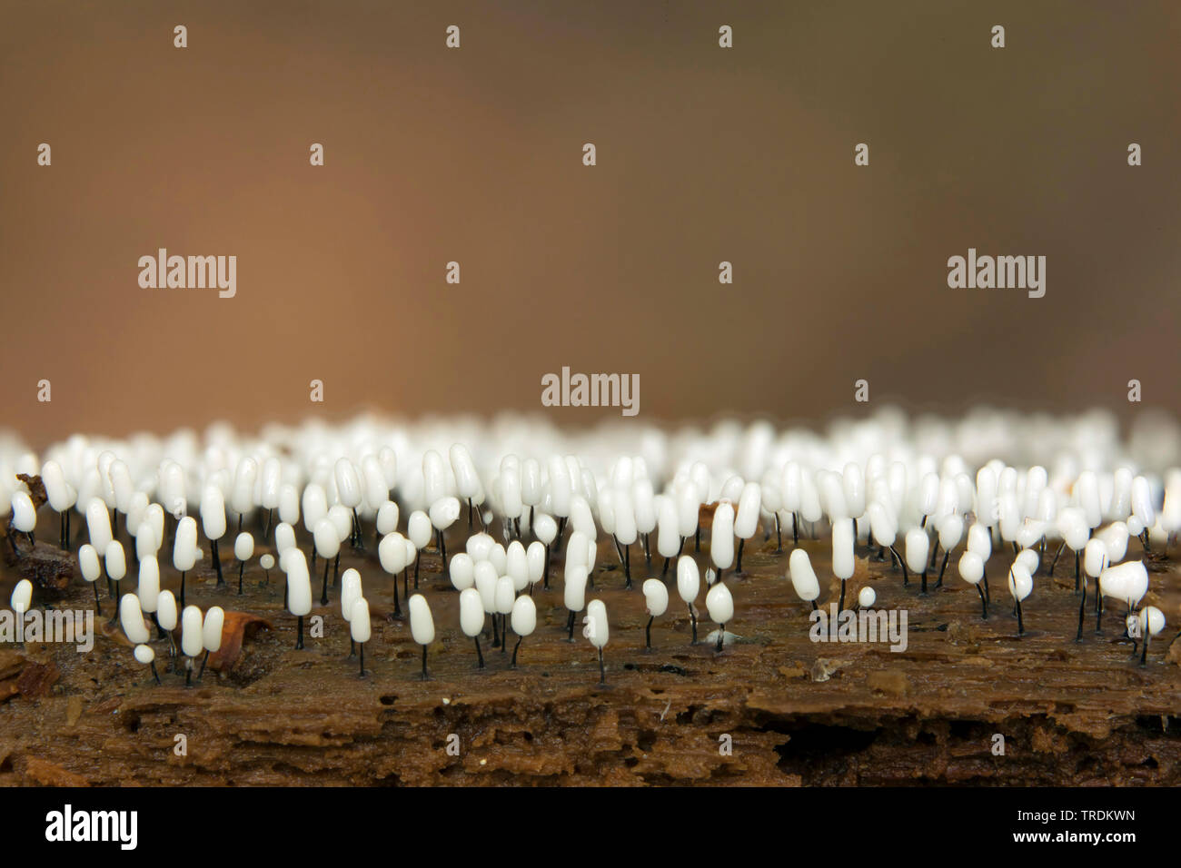 Protist hi-res stock photography and images - Alamy