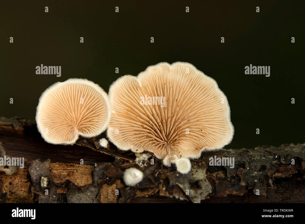 variable oysterling (Crepidotus variabilis), on dead wood, Netherlands ...