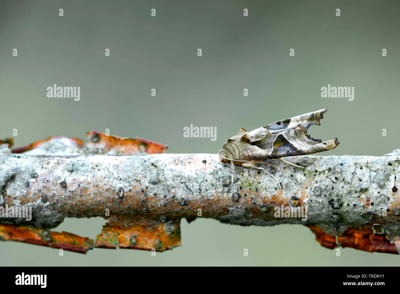 Angle Shades (Phlogophora meticulosa, Trigonophora meticulosa ...