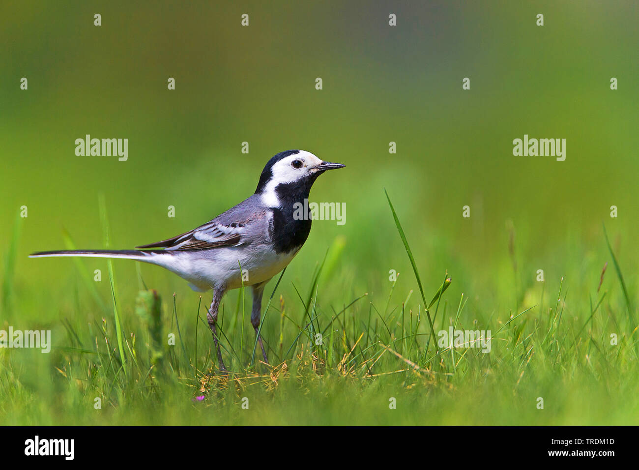 wagtail, white wagtail (Motacilla alba), foraging in a meadow, side ...