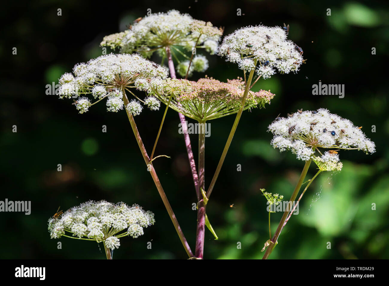 Wild angelica (Angelica sylvestris), blooming, Germany, Bavaria Stock ...