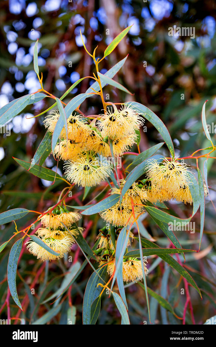 Tasmanian blue gum, Blue gum, Southern Blue Gum (Eucalyptus globulus ...