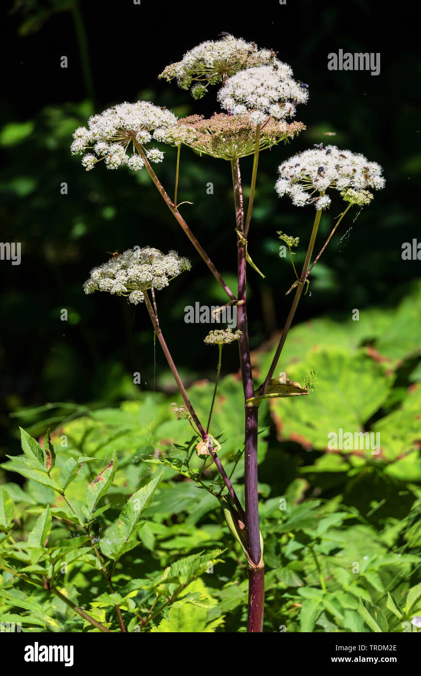 Wild angelica (Angelica sylvestris), blooming, Germany, Bavaria Stock ...