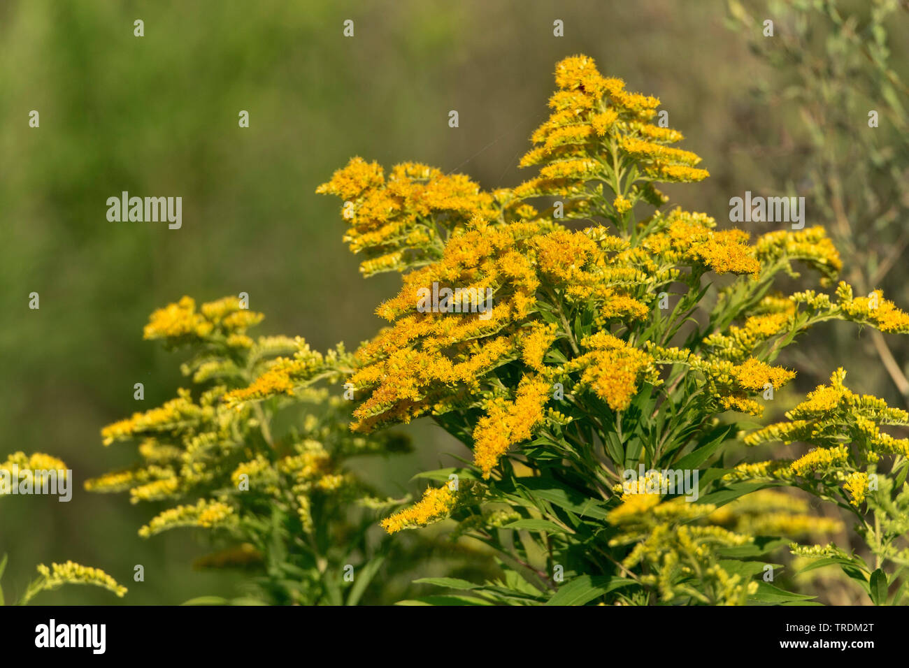 Smooth three ribbed goldenrod solidago gigantea hi-res stock ...