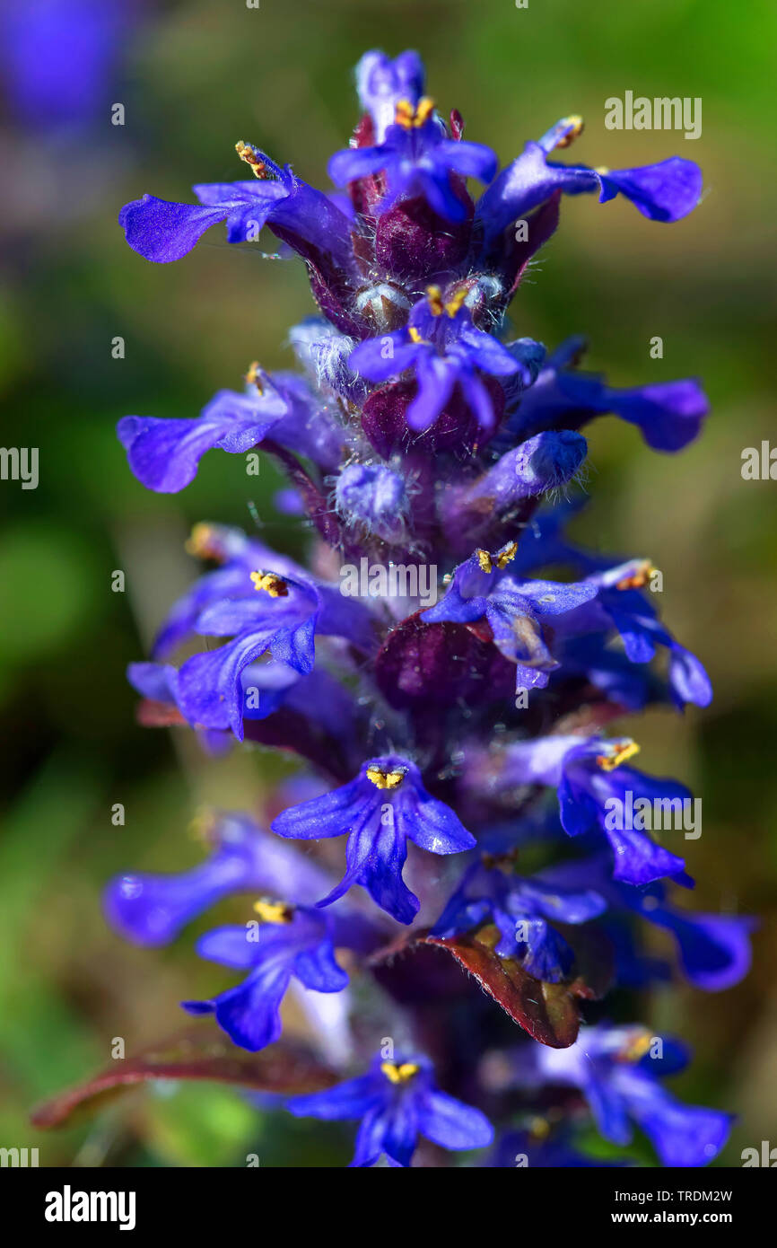 Common bugle, Creeping bugleweed (Ajuga reptans), inflorescence ...