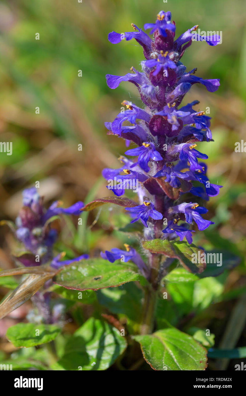 Common bugle creeping bugleweed ajuga hi-res stock photography and ...
