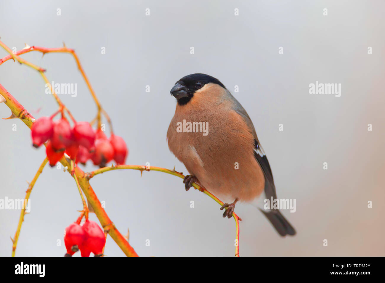 Female bullfinch bullfinches hi-res stock photography and images - Alamy