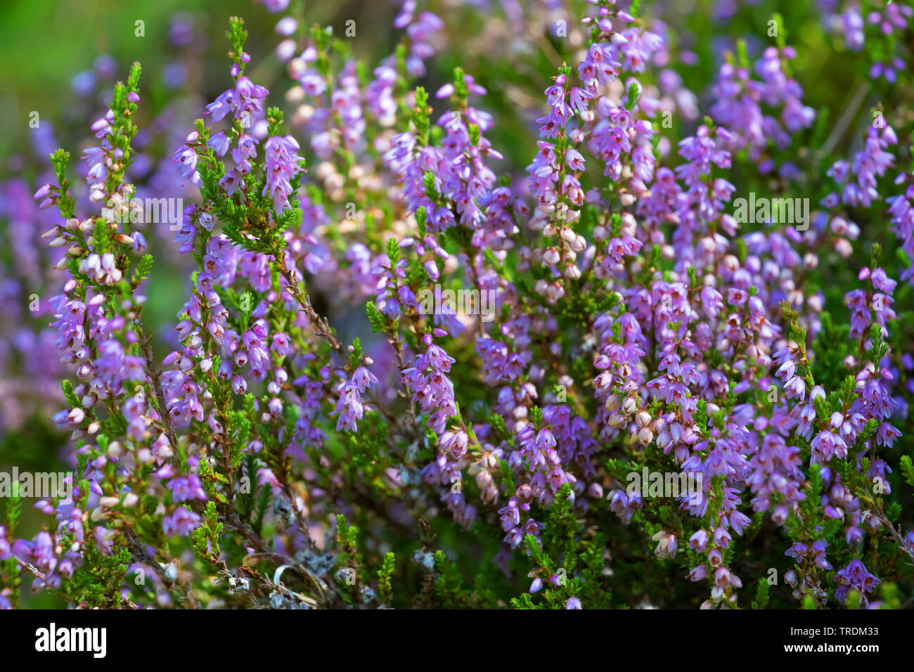 Common Heather, Ling, Heather (Calluna vulgaris), blooming heather ...