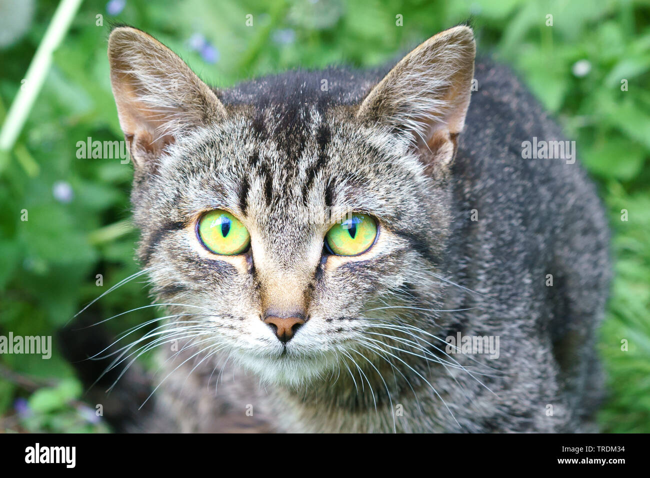 portrait of a cat that protects her kittens Stock Photo - Alamy