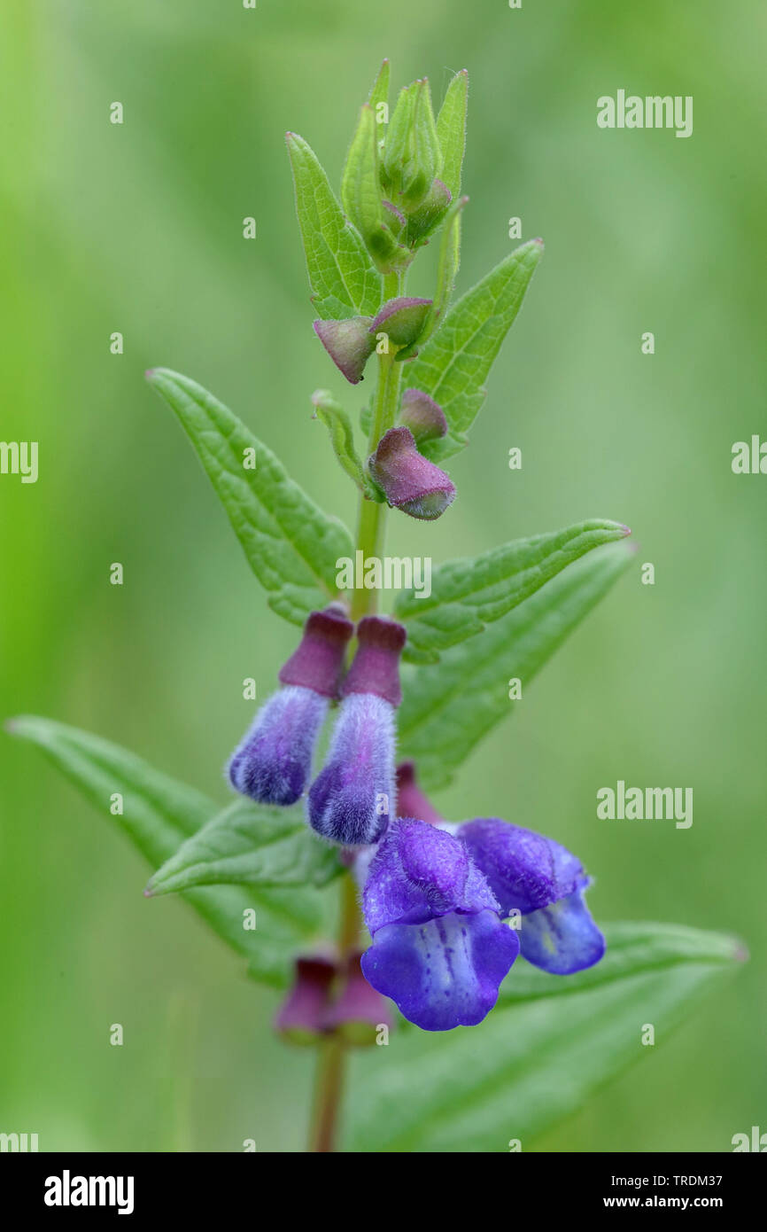 Marsh skullcap hi-res stock photography and images - Alamy