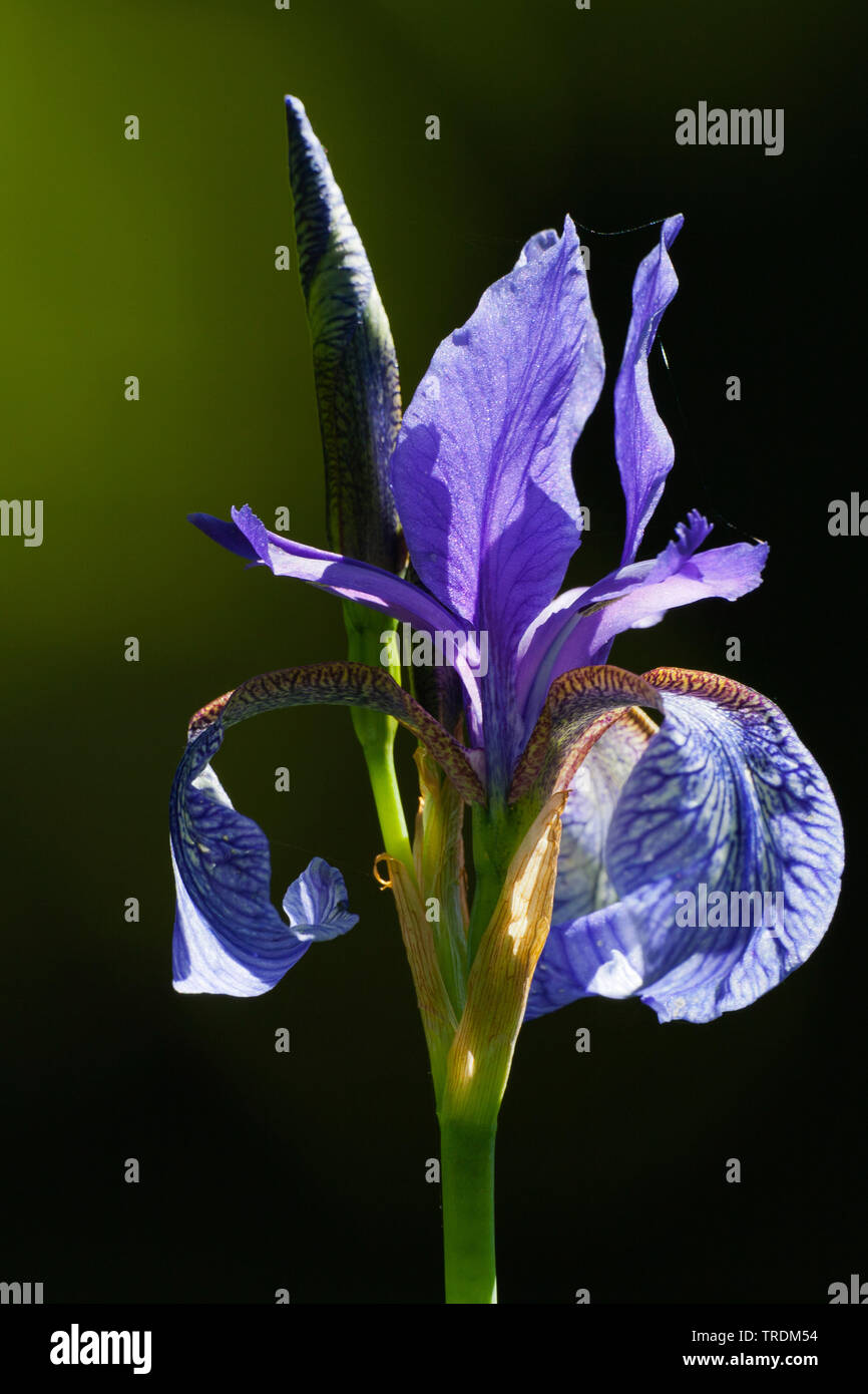 Siberian Iris, Siberian flag (Iris sibirica), flower in backlight ...