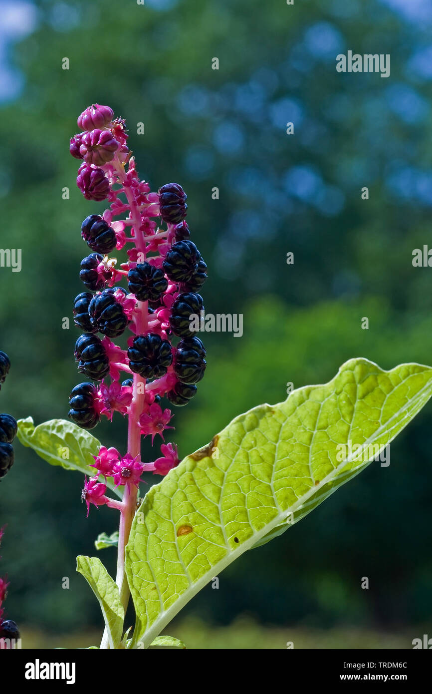 Pokeweed, Indian poke, Red-ink Plant, Indian Pokeweed (Phytolacca ...