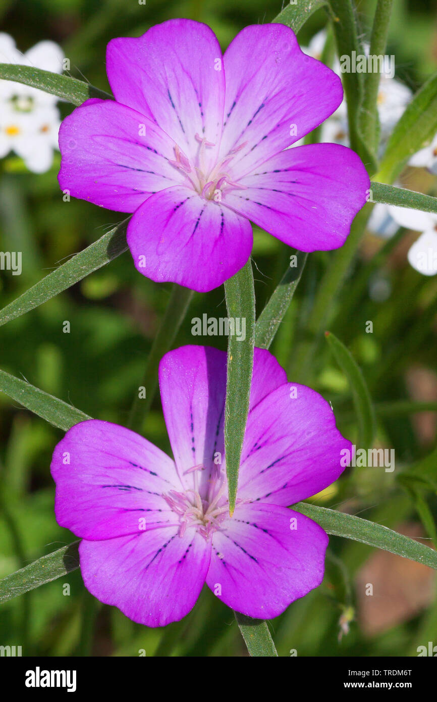 Common corncockle, Common corn-cockle, Corncockle, Corn cockle ...
