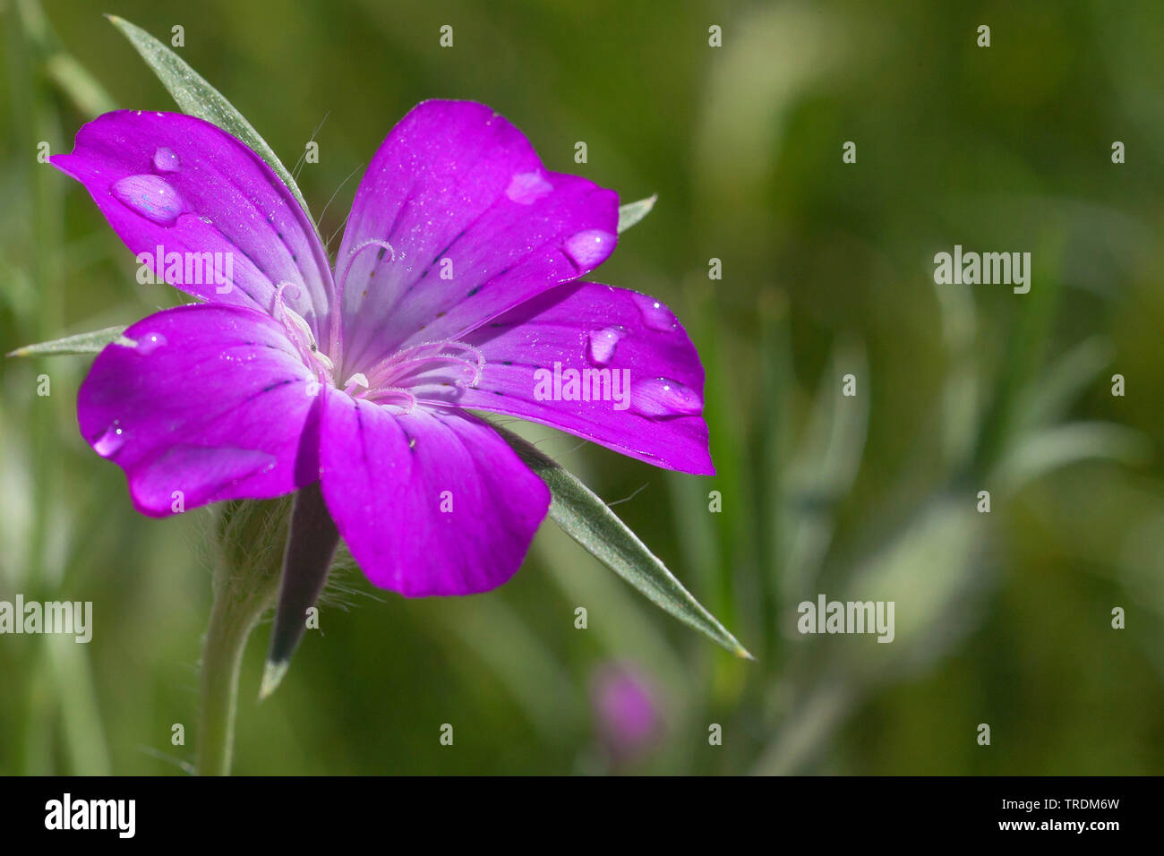 Corn cockle flower hi-res stock photography and images - Alamy