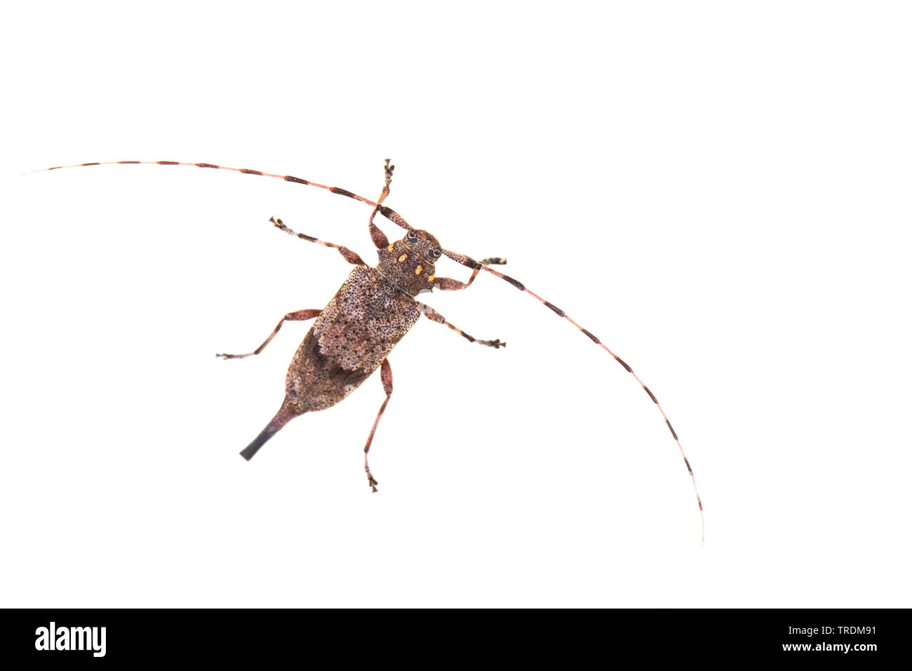 Timberman beetles Cut Out Stock Images & Pictures - Alamy