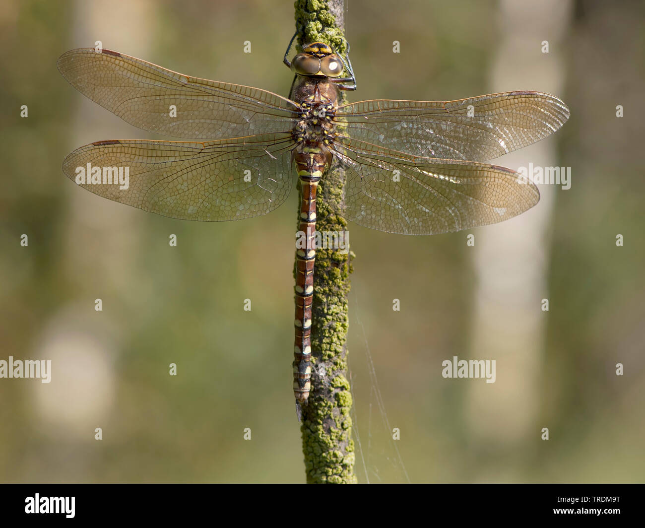 Female common hawker dragonfly hi-res stock photography and images - Alamy