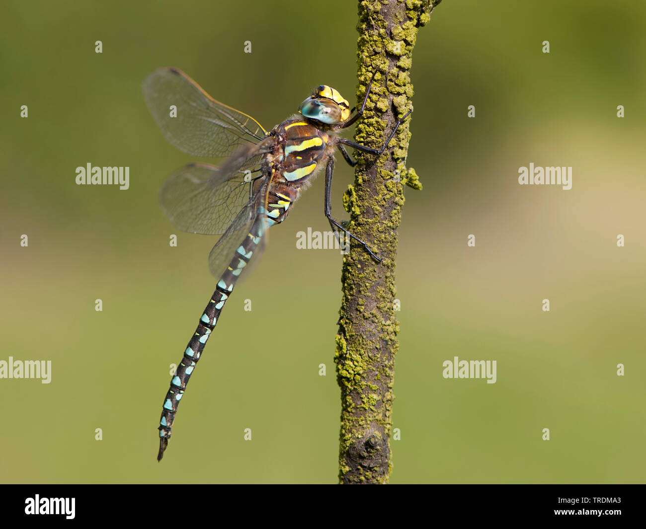 common aeshna, common hawker (Aeshna juncea), male, Netherlands ...