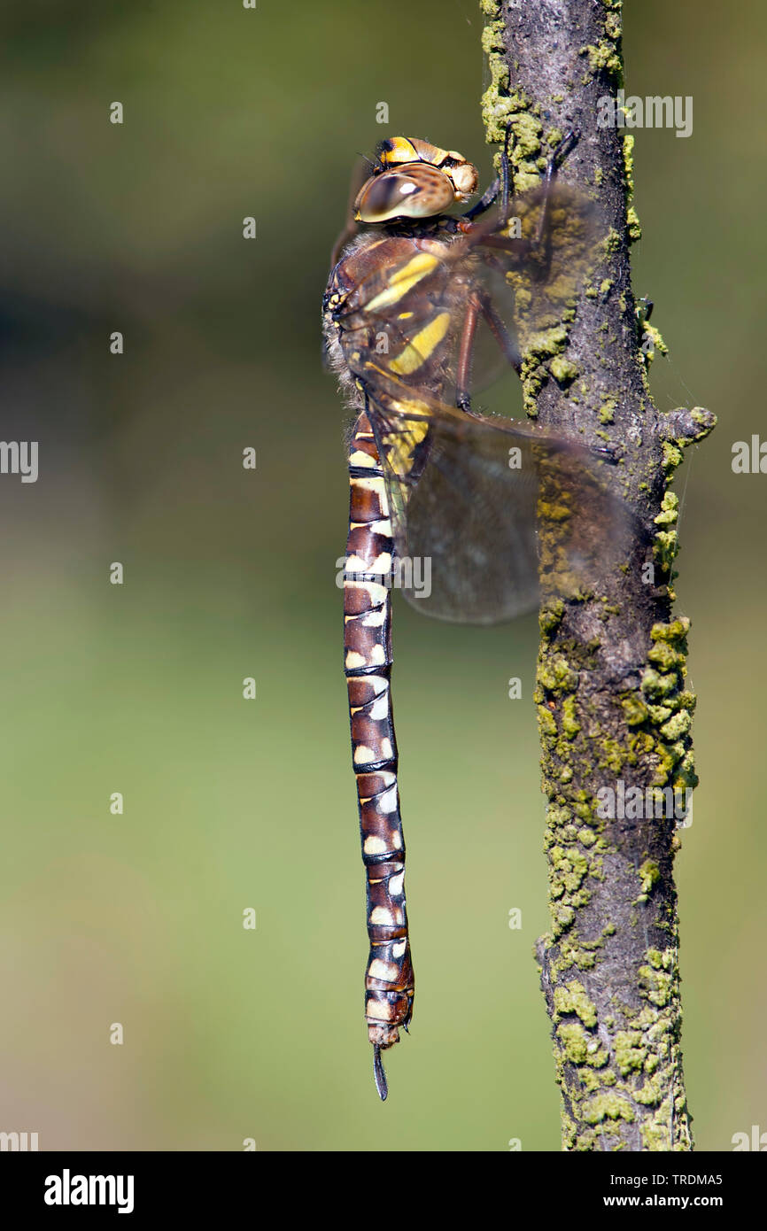 common aeshna, common hawker (Aeshna juncea), female, Netherlands ...