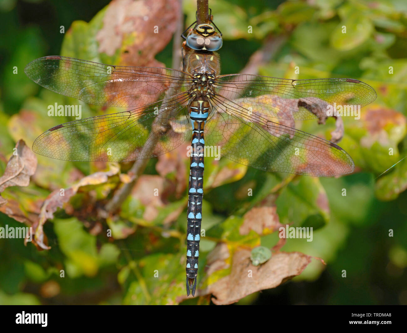Insects netherlands male hi-res stock photography and images - Alamy