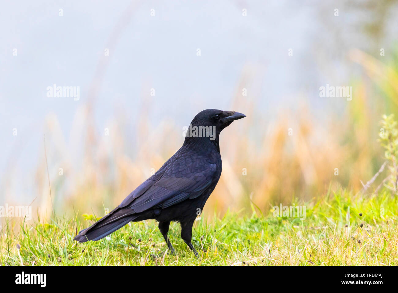 Carrion crow corvus adult water hi-res stock photography and images - Alamy