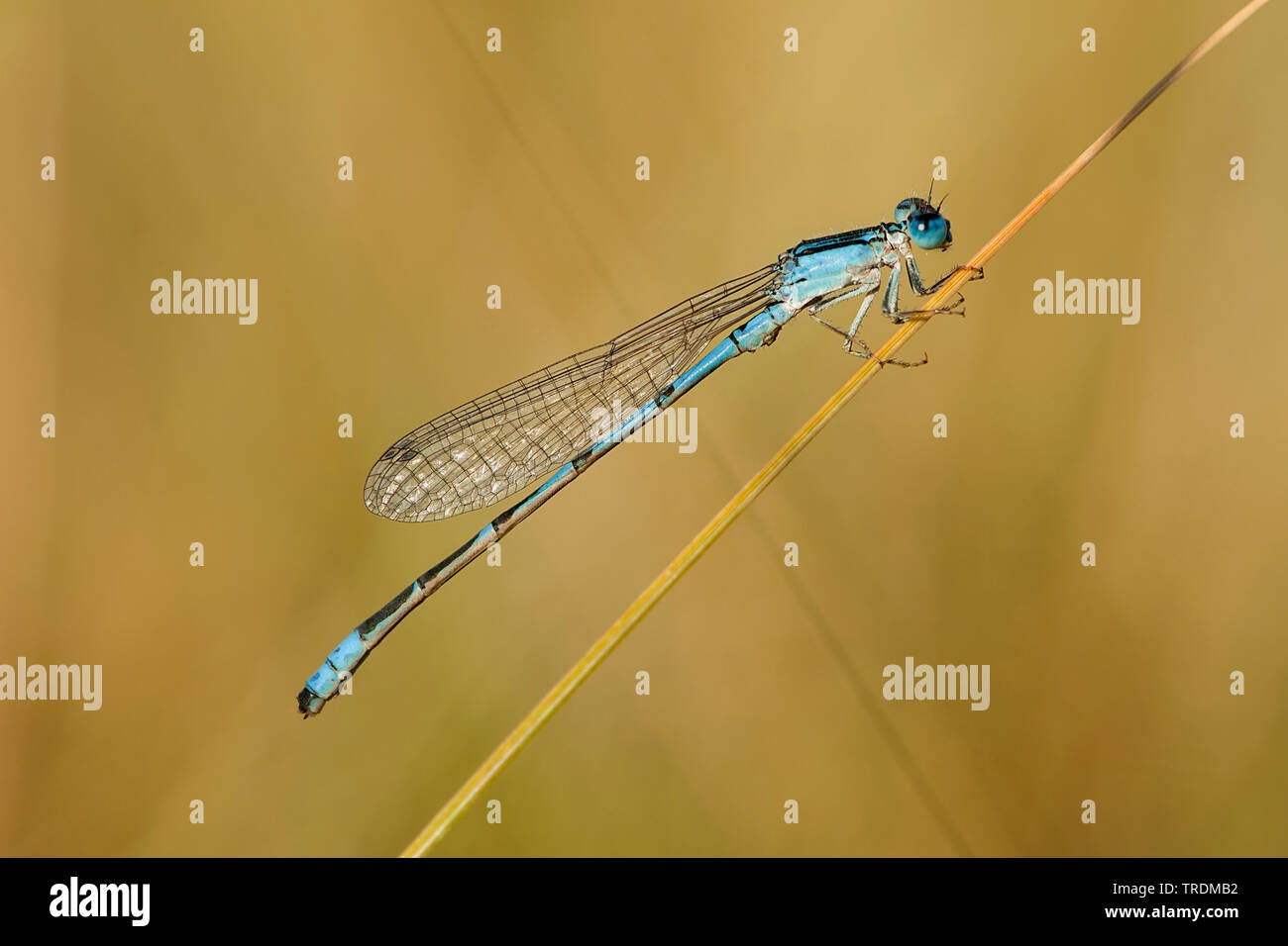 African Dragonflies High Resolution Stock Photography and Images - Alamy