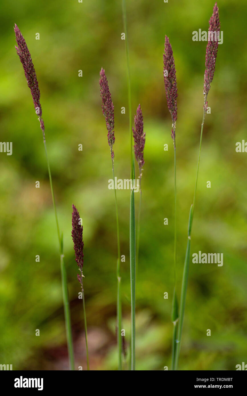 common velvet grass, Yorkshire-fog, creeping velvetgrass (Holcus ...