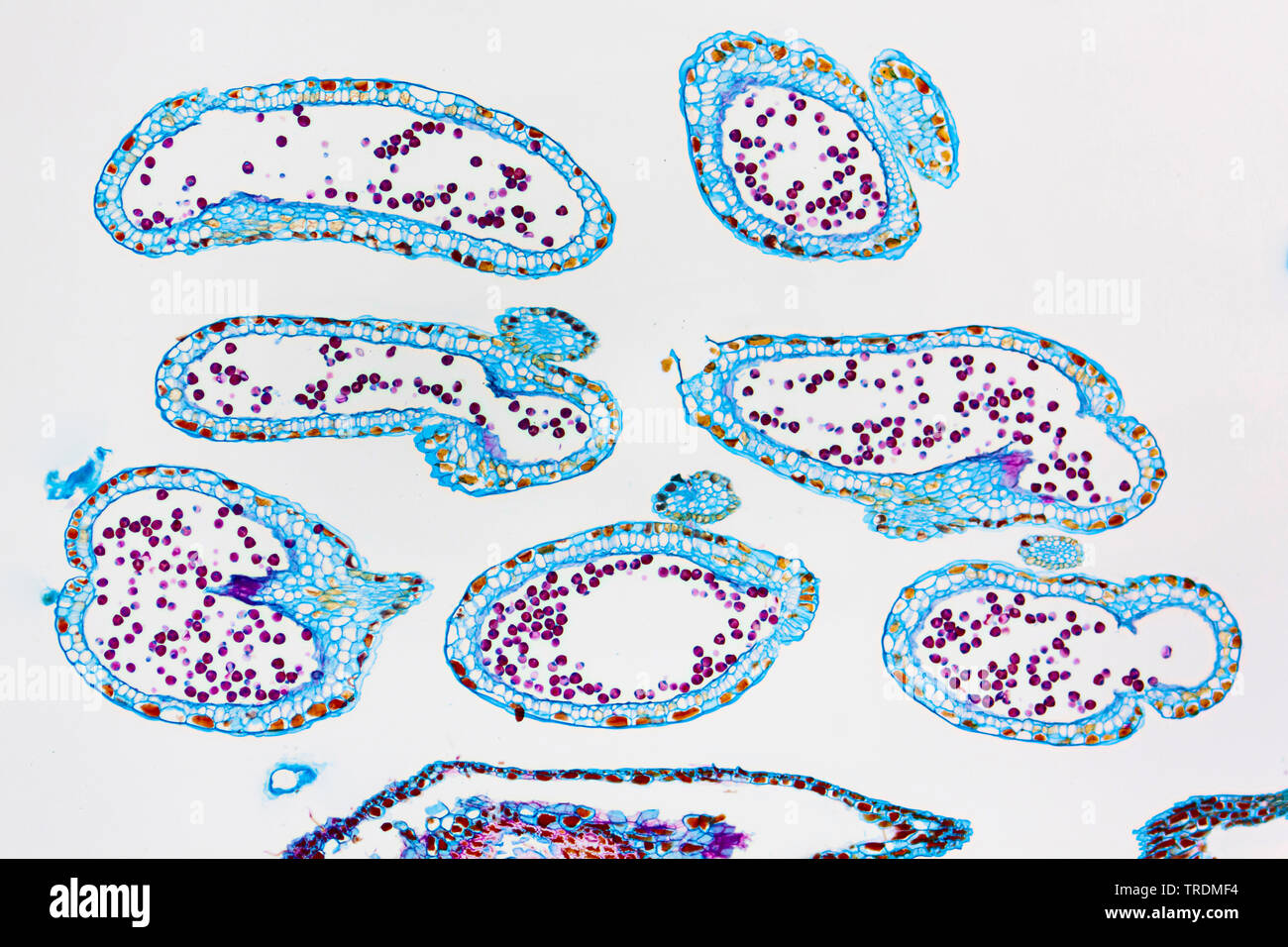 Longitudinal section flower hi-res stock photography and images - Alamy
