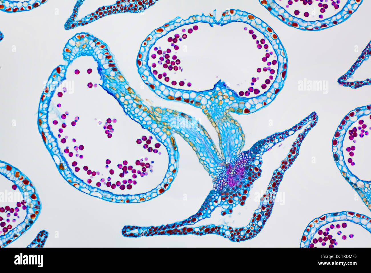 Longitudinal section flower hi-res stock photography and images - Alamy