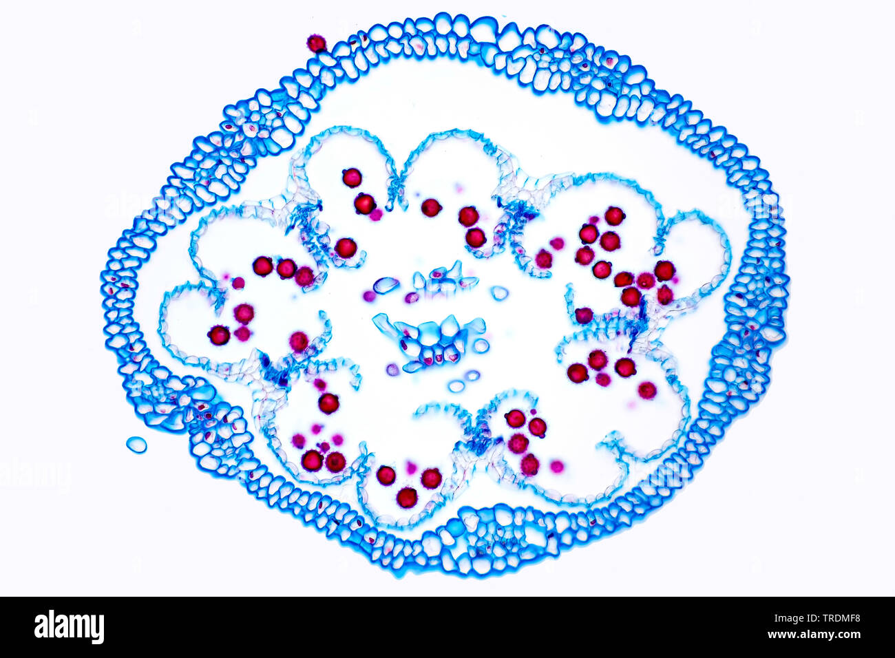 common daisy, lawn daisy, English daisy (Bellis perennis), cross ...