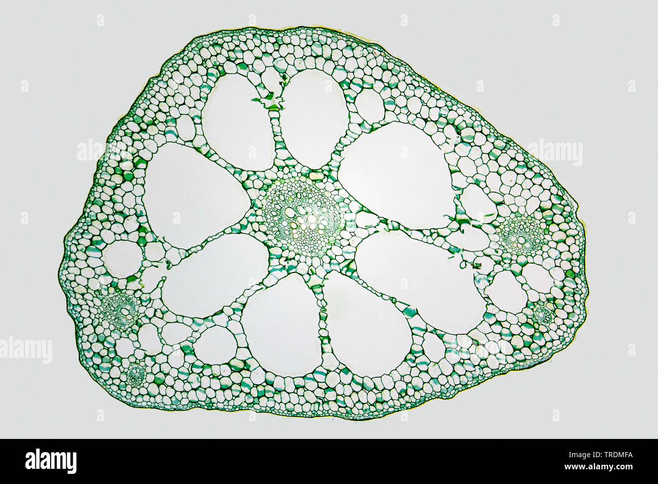 Petiole Cross Section