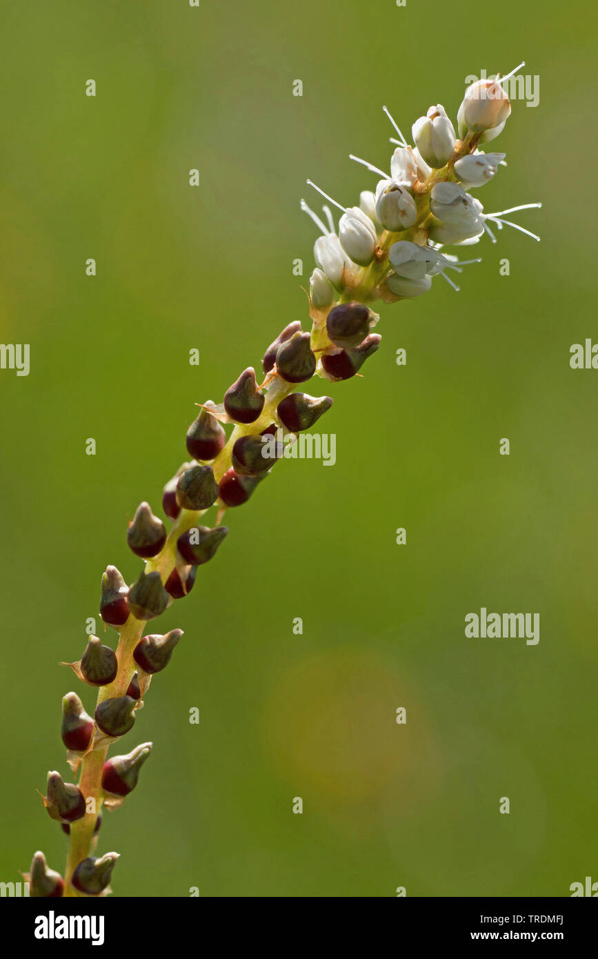 alpine knotweed, viviparous knotweed (Polygonum viviparum, Bistorta ...
