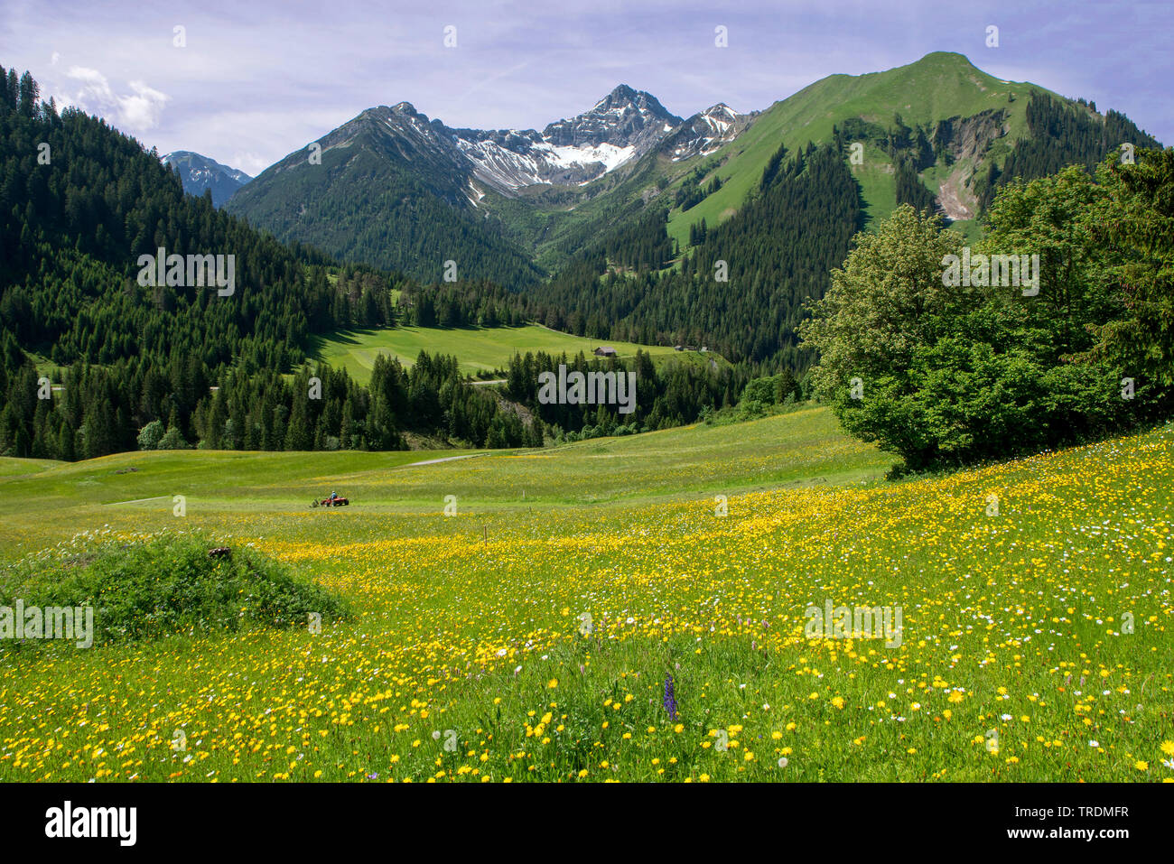 Austria tyrol meadow mountains flowers hi-res stock photography and ...