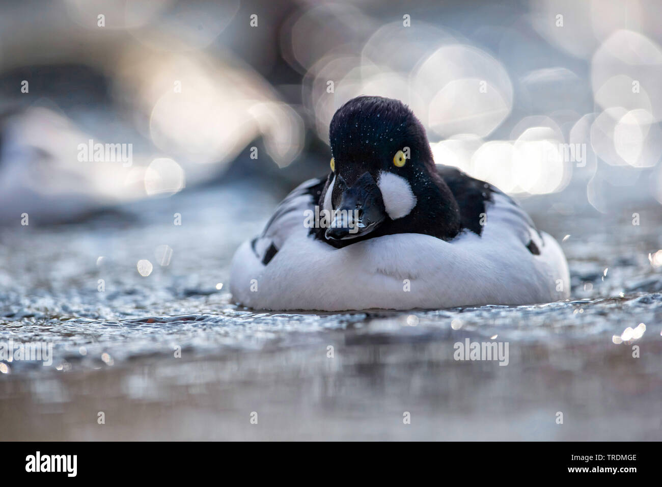 Male common goldeneye duck hi-res stock photography and images - Alamy