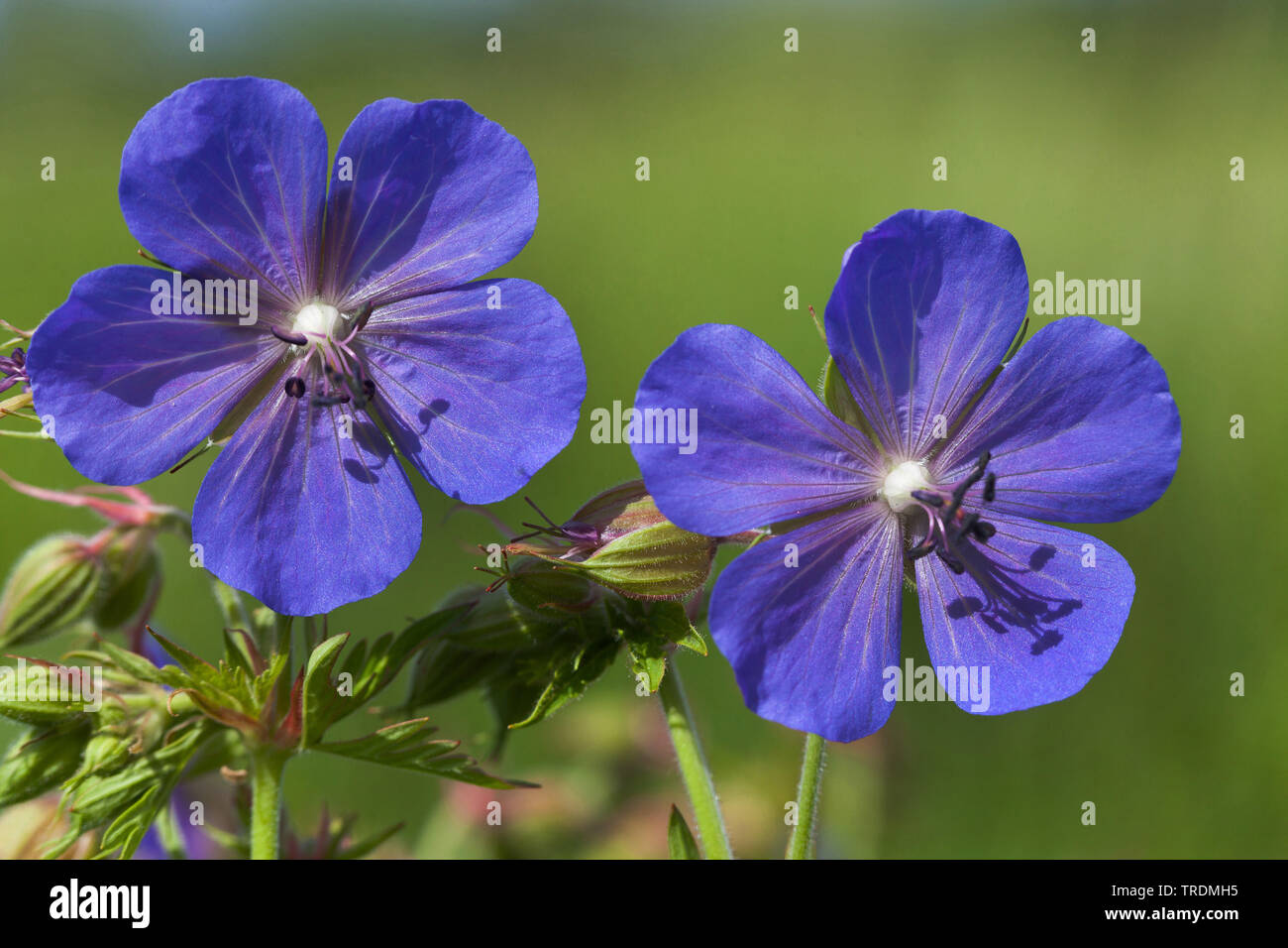 Bavarian geraniums hi-res stock photography and images - Alamy