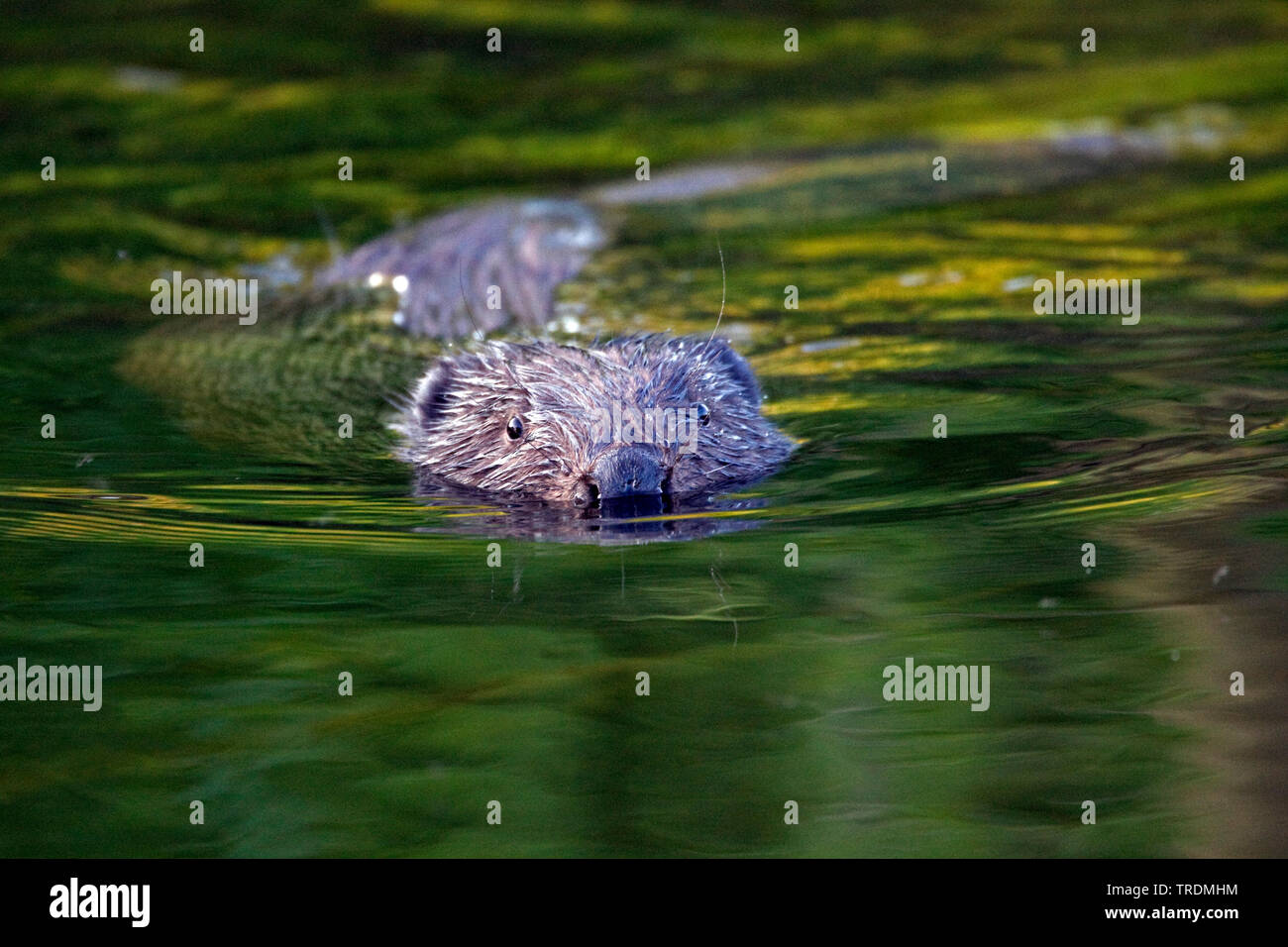 Beaver Head High Resolution Stock Photography and Images - Alamy