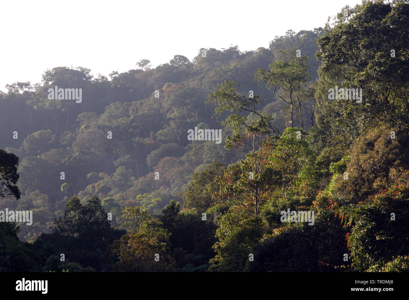 forest at Mt Kinabalu, Indonesia, Borneo, Kinabalu National Park Stock ...
