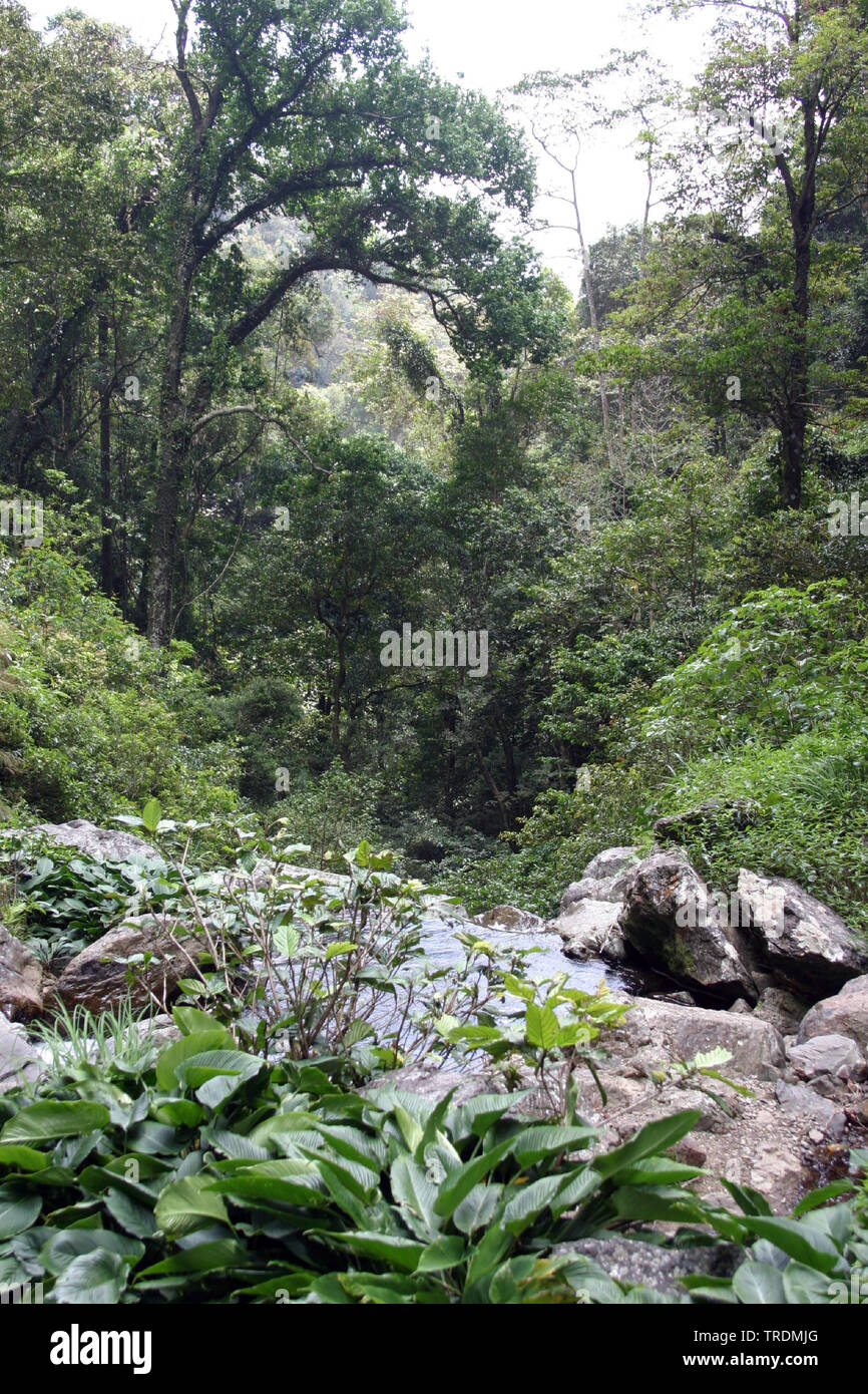forest at Mt Kinabalu, Indonesia, Borneo, Kinabalu National Park Stock ...