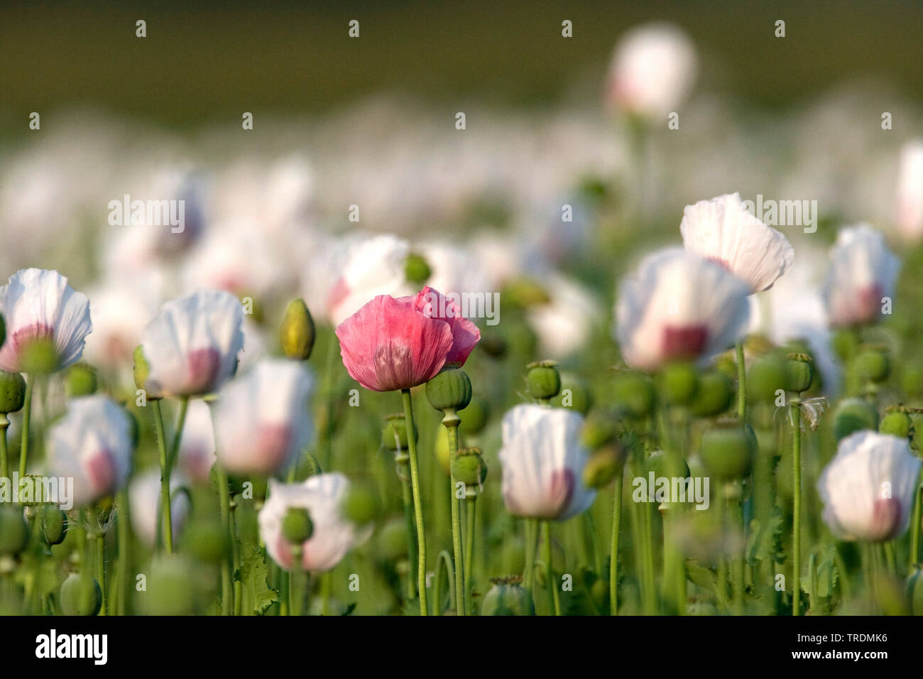 Opium poppy field hi-res stock photography and images - Alamy