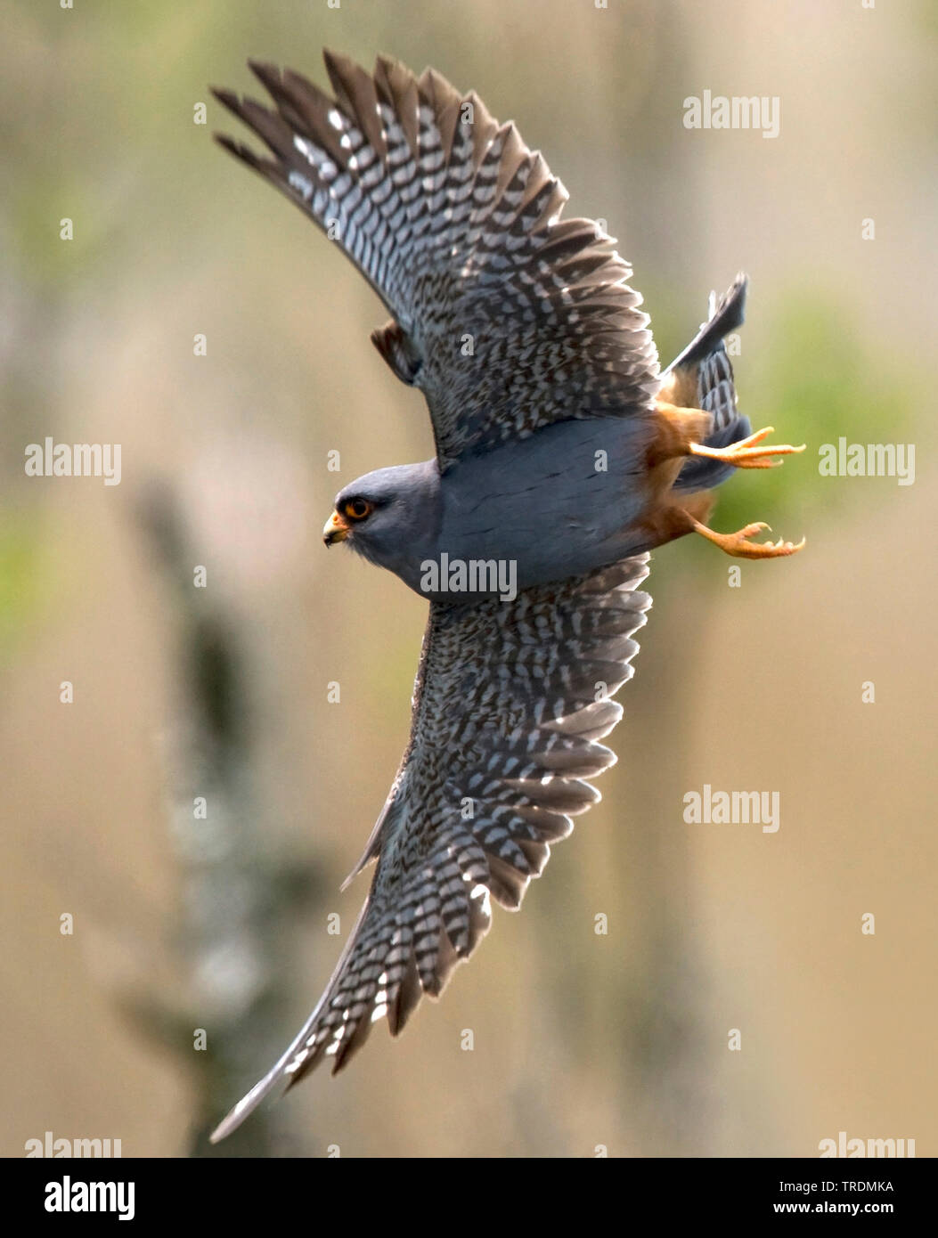 western red-footed falcon (Falco vespertinus), fliegend, Netherlands ...