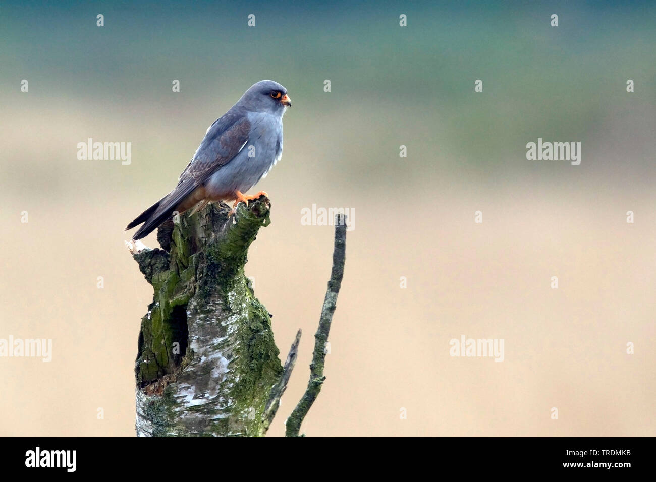 western red-footed falcon (Falco vespertinus), sittin on a branch ...