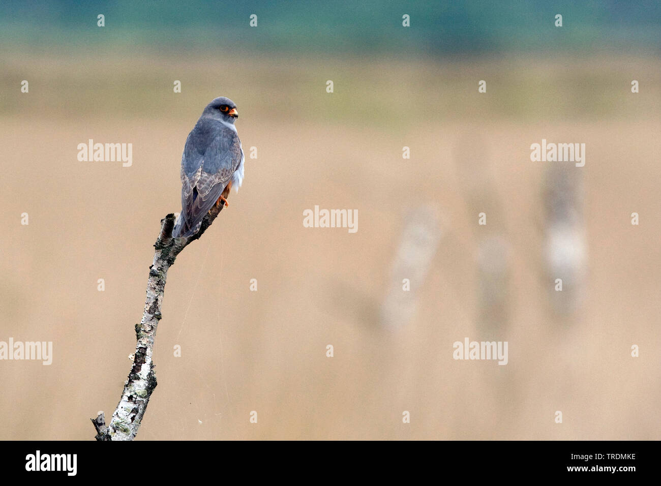 western red-footed falcon (Falco vespertinus), sittin on a branch ...