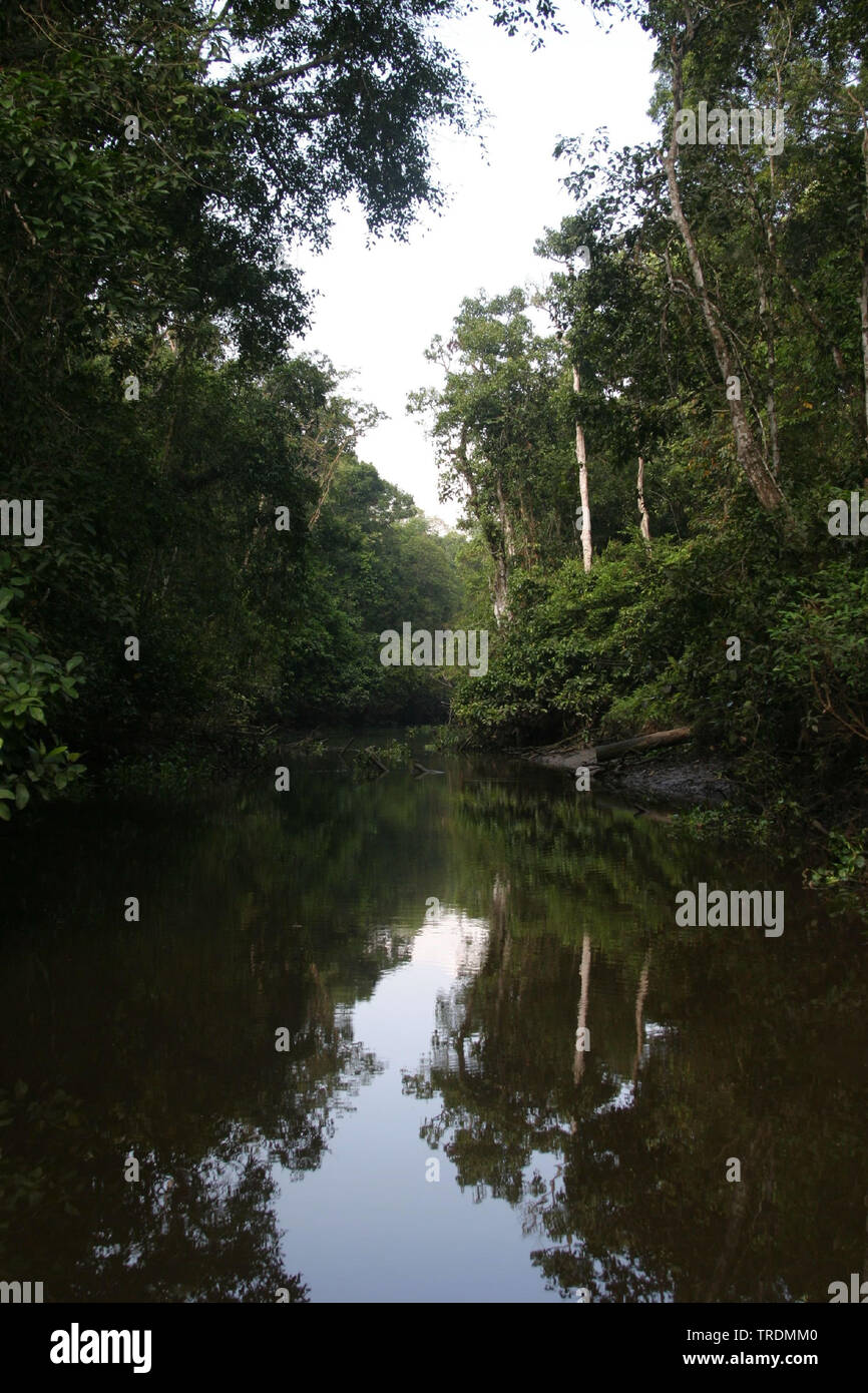 Rainwood hi-res stock photography and images - Alamy
