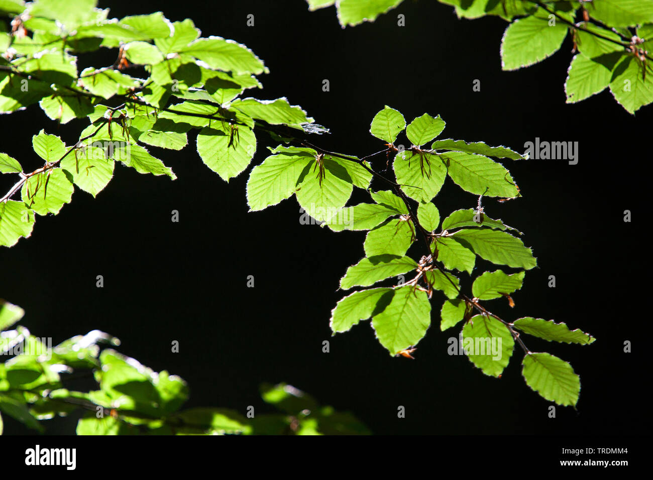 Spring photo shooting hi-res stock photography and images - Alamy