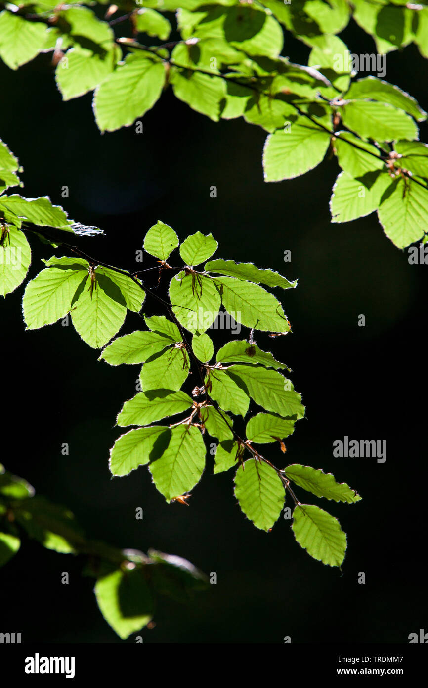 common beech (Fagus sylvatica), beech twig in spring, Netherlands ...